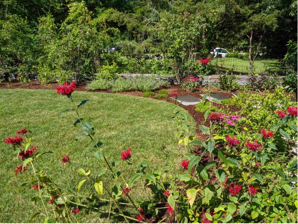 Native Plant Guide for Arlington, VA | Landscape Design